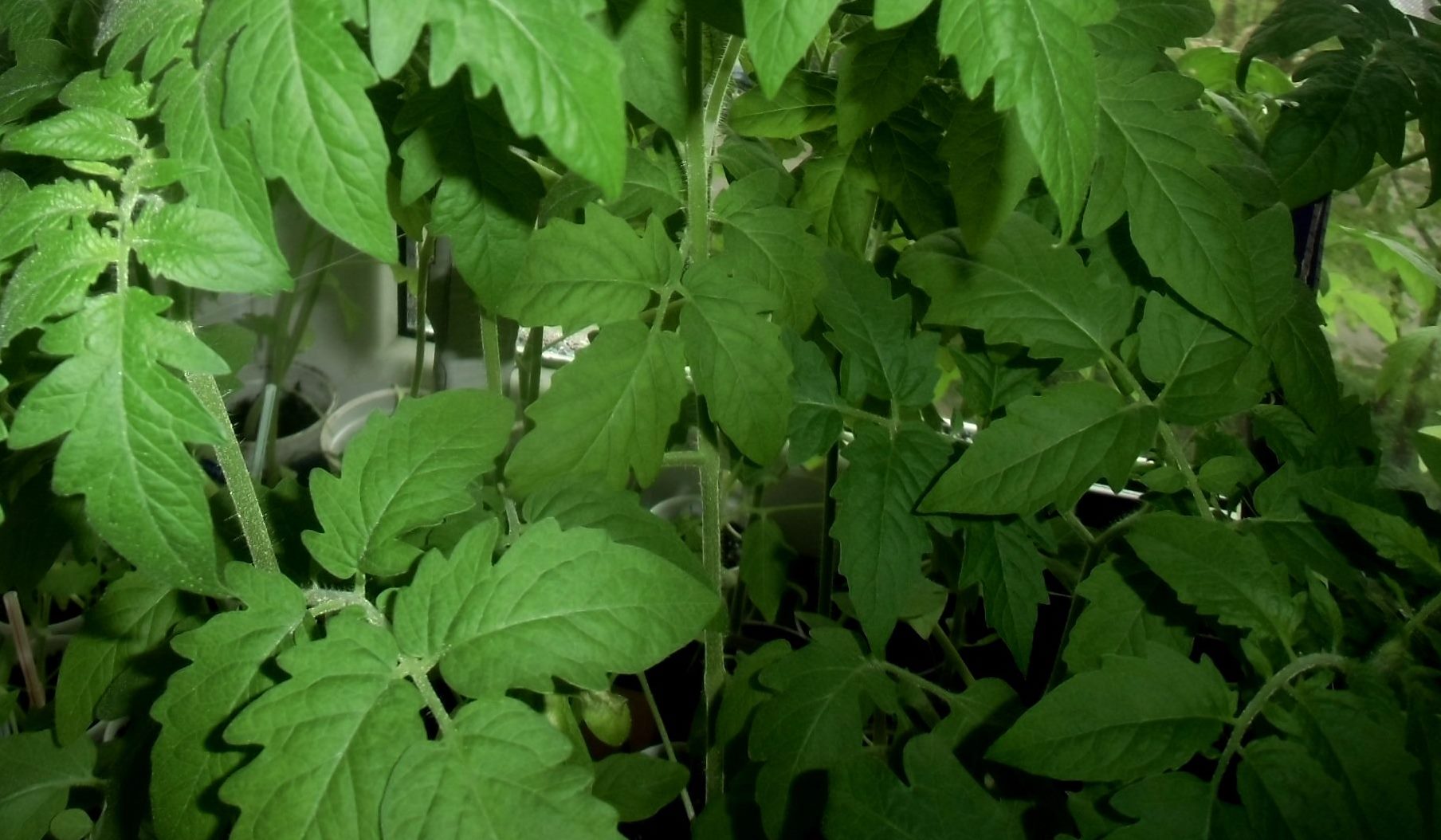 Dobroczynek szklarniowy (Phytoseiulus persimilis) – skuteczny roztocz w ...