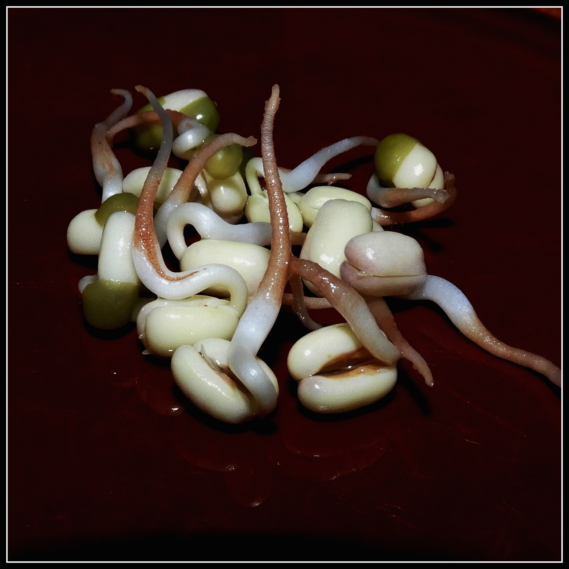 Kiełki fasoli mung - właściwości i hodowla - Love Natura - kochamy to ...