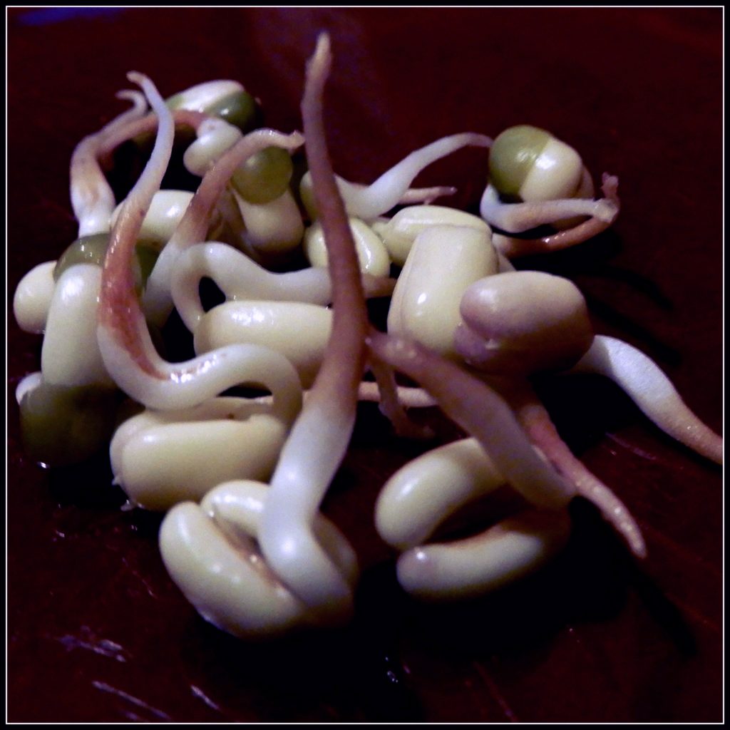 Kiełki fasoli mung - właściwości i hodowla - Love Natura - kochamy to ...