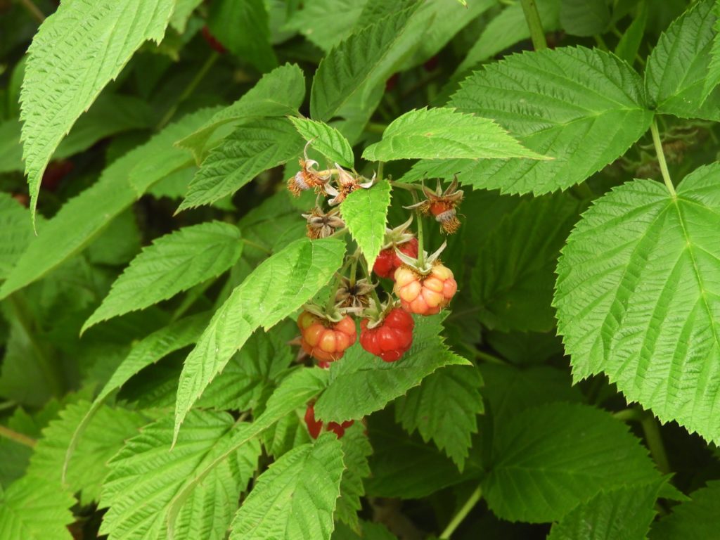 Uprawa malin w ogrodzie i na działce - Love Natura - kochamy to, co ...