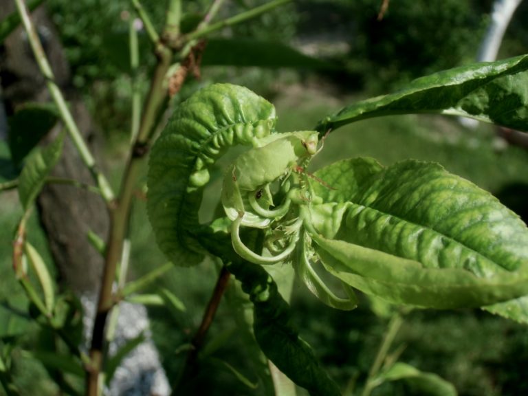 Kędzierzawość liści brzoskwini – zwalczanie choroby - Love Natura - kochamy to, co naturalne!