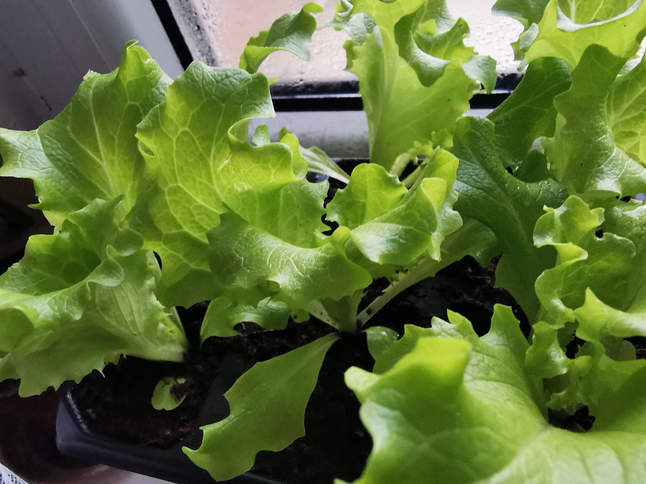 Rozsada sałaty – jak przygotować? Love Natura kochamy to co naturalne!